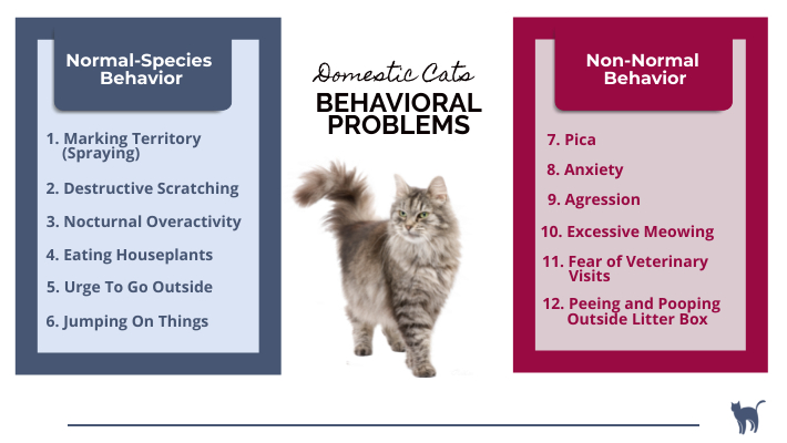 Domestic Cat Behavior Problems (The 12 Most Common Explained)